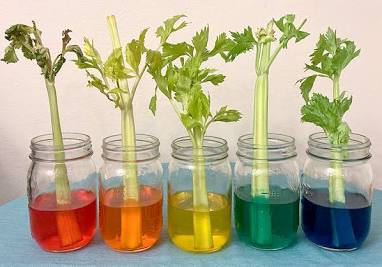 Color-Changing Celery Experiment | Parts of a Plant Activity for Kids